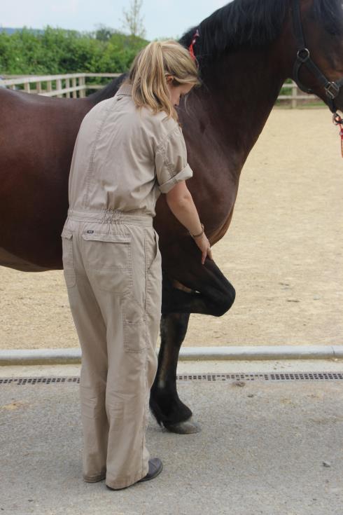 Pre-Purchase Examinations | B&W Equine Group