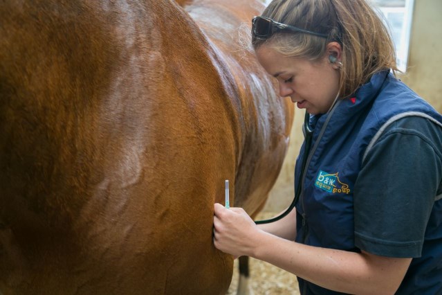 Your Horse's Normal Vital Signs | B&W Equine Ve