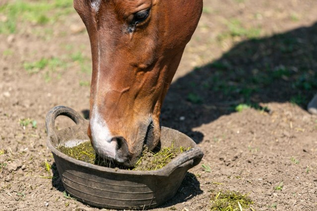 Equine Health Articles